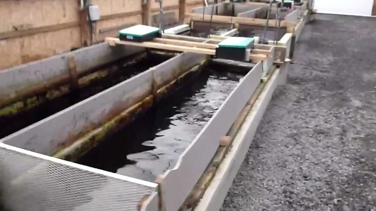RMF Raceways and fish feeding - YouTube