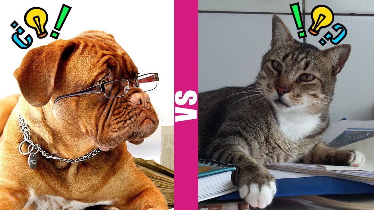 Perros Vs Gatos ¿quién Es Más Inteligente Youtube