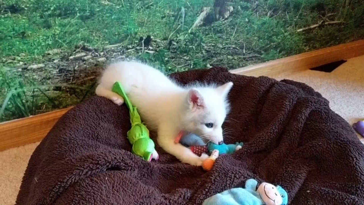 Fox Cub Comes Home - YouTube