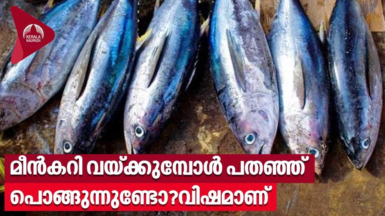 മീൻകറി വയ്ക്കുമ്പോൾ പതഞ്ഞ് പൊങ്ങുന്നുണ്ടോ? വിഷമാണ് | Rotten fish in ...