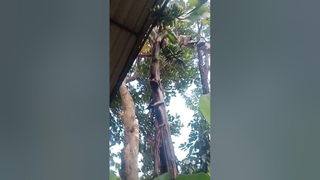 Pisang Satu Pohon Berbuah 2 Tandan Pisang Ajaib Youtube