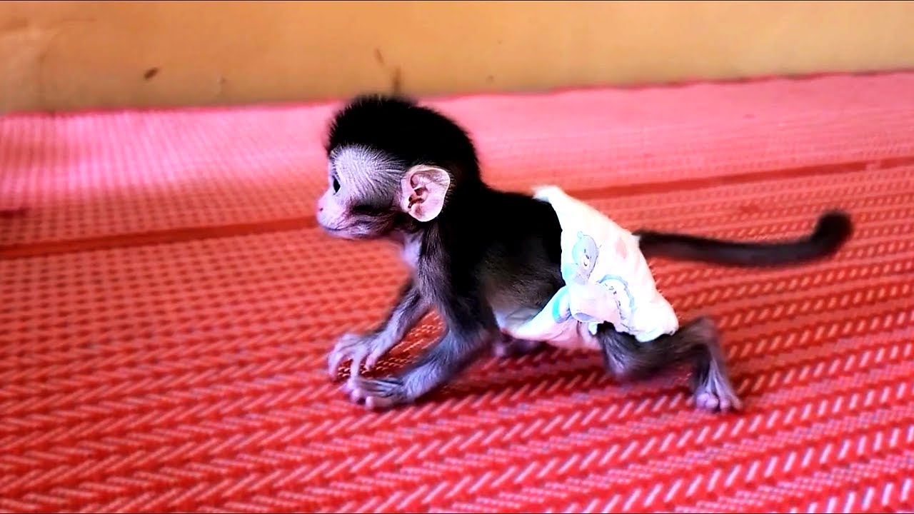 Congratulations!!! Tiniest Lovely Monkey Lolo Can Walk To Mom step By ...