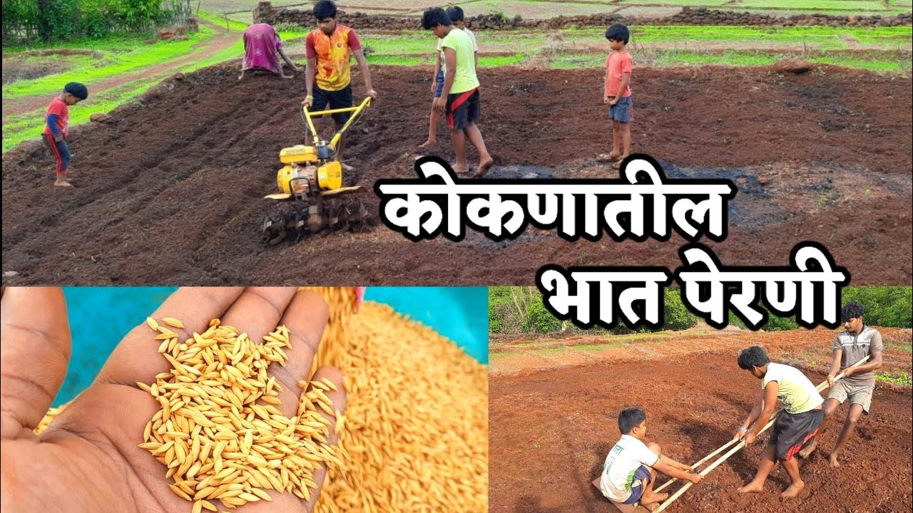 Rice Farming | Kokanatil sheti | Bhat perni kashi karavi - YouTube