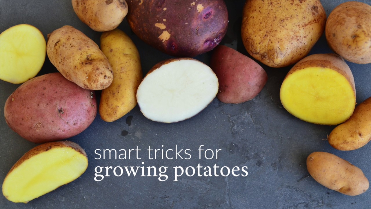 Tips for Growing Potatoes - YouTube