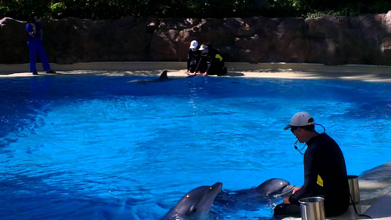 Mirage Hotel Vegas -- Dolphins @ Secret Garden - YouTube