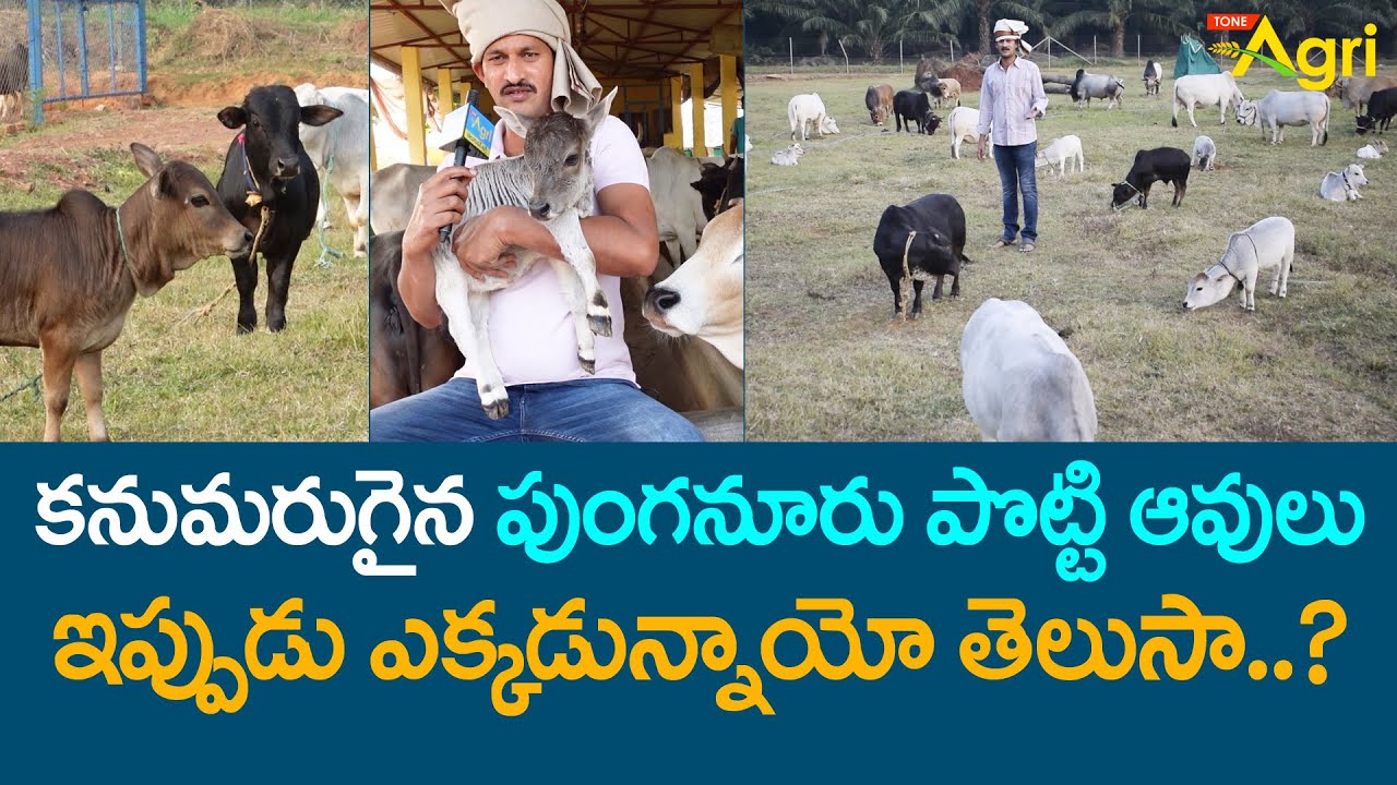 Punganur Cow Farming | World's Smallest Cow Breed | కనుమరుగైన పుంగనూరు ...