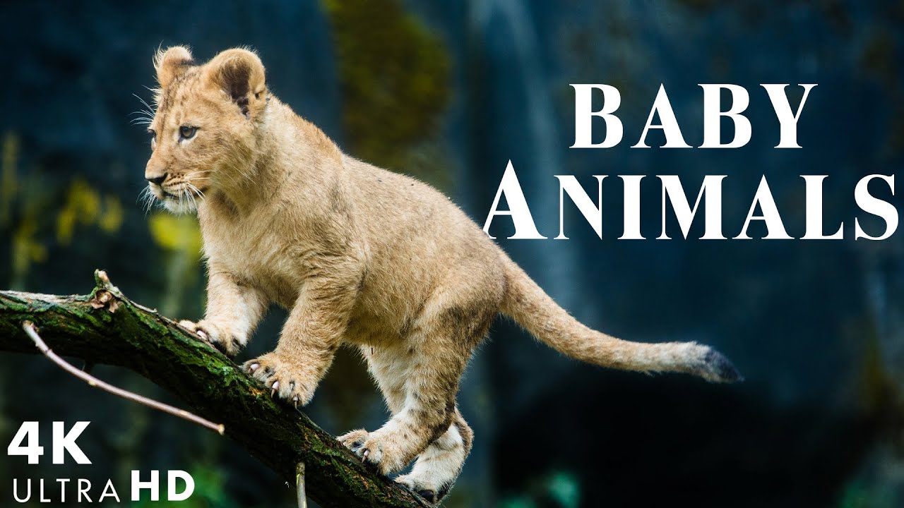 Cute Moments Of Baby Animals With Relaxing Music, Beautiful Relaxing ...