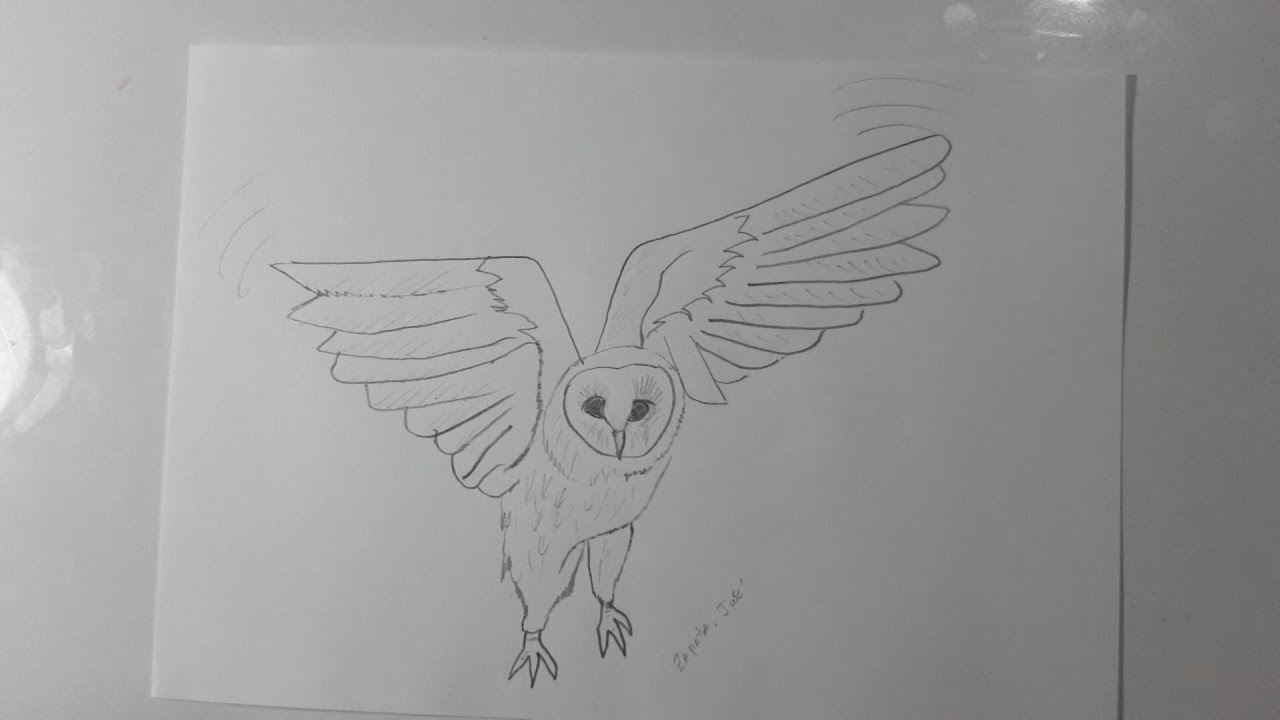 Como Dibujar Una Lechuza Youtube 6742