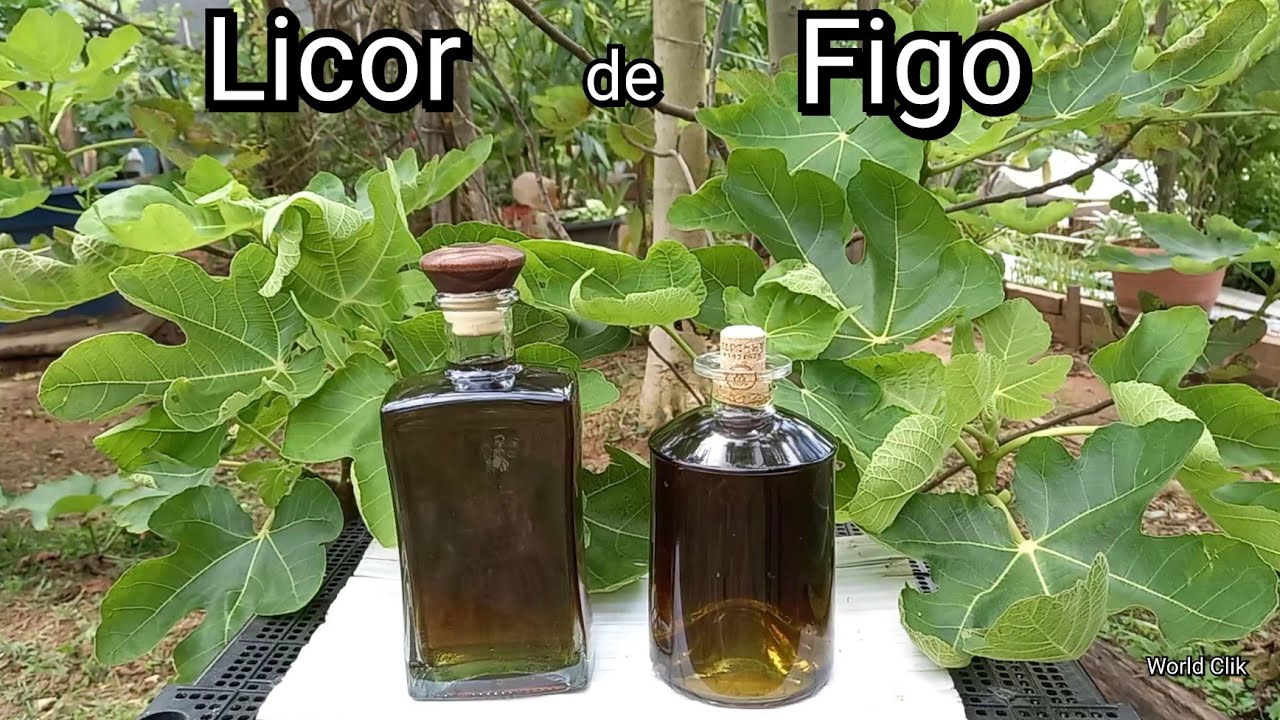 LICOR DE FIGO - Como Fazer Licor das Folhas de Figo, Licor Caseiro ...