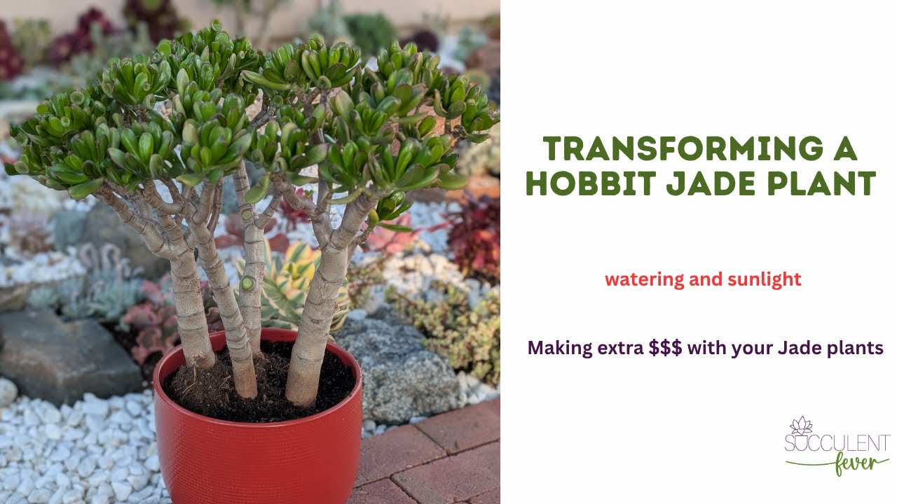 Makeover for a crassula ovata Hobbit jade plant. No more boring jade ...