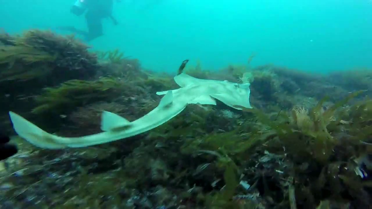Shore Dive Bunbury (RARE FOOTAGE huge Wobegon sleeping) - YouTube