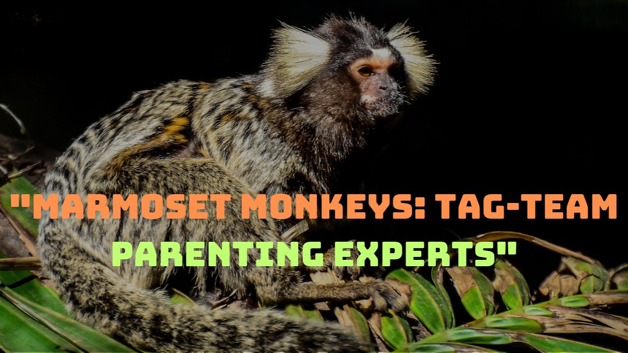 "Marmoset Monkeys: Tag-Team Parenting Experts" - YouTube