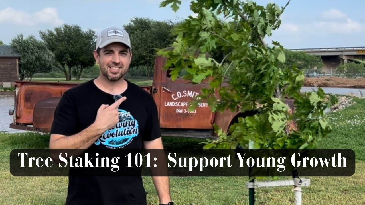 Tree Staking 101: Support Young Growth - YouTube