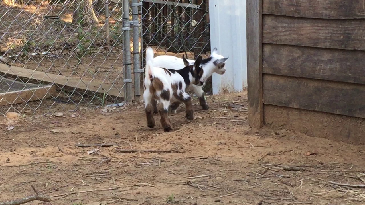 Baby Goats Playing July 6 2017 - 1 week old - YouTube