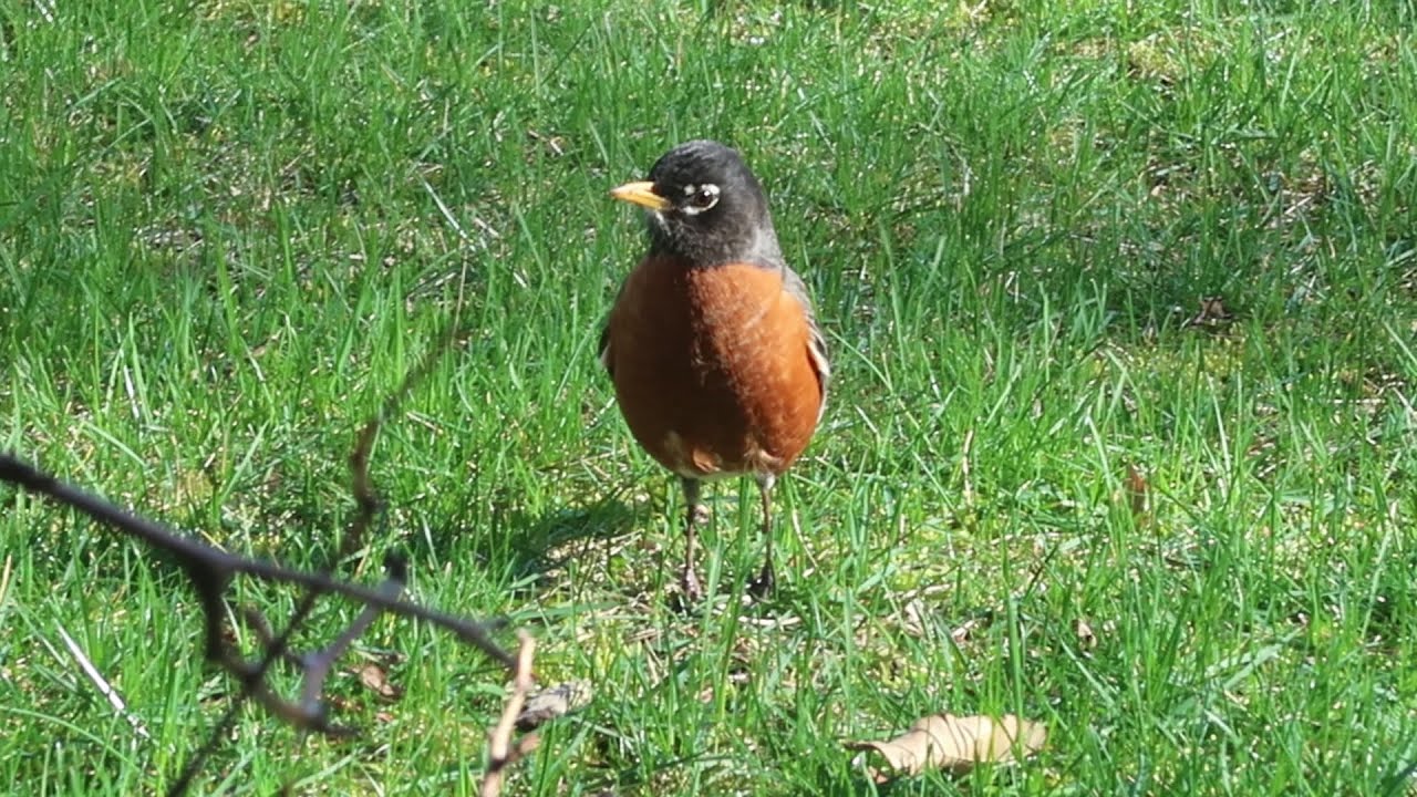 Good morning robin - YouTube