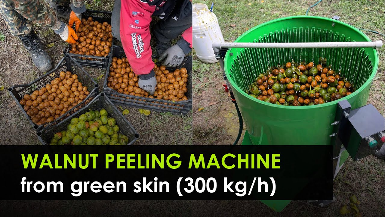 Automatic Walnuts Washing and Peeling Machine (500 kg/h) - YouTube