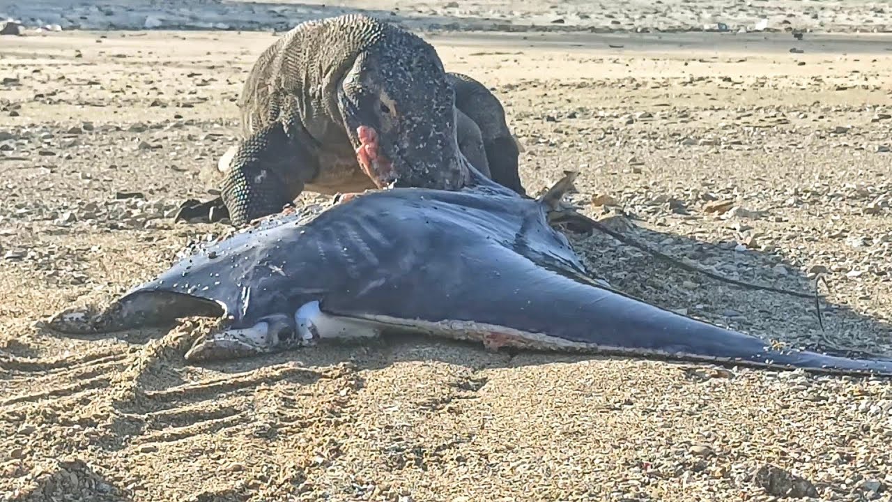 Komodo Dragons eat large Manta rays | Eat a big Manta rays - YouTube