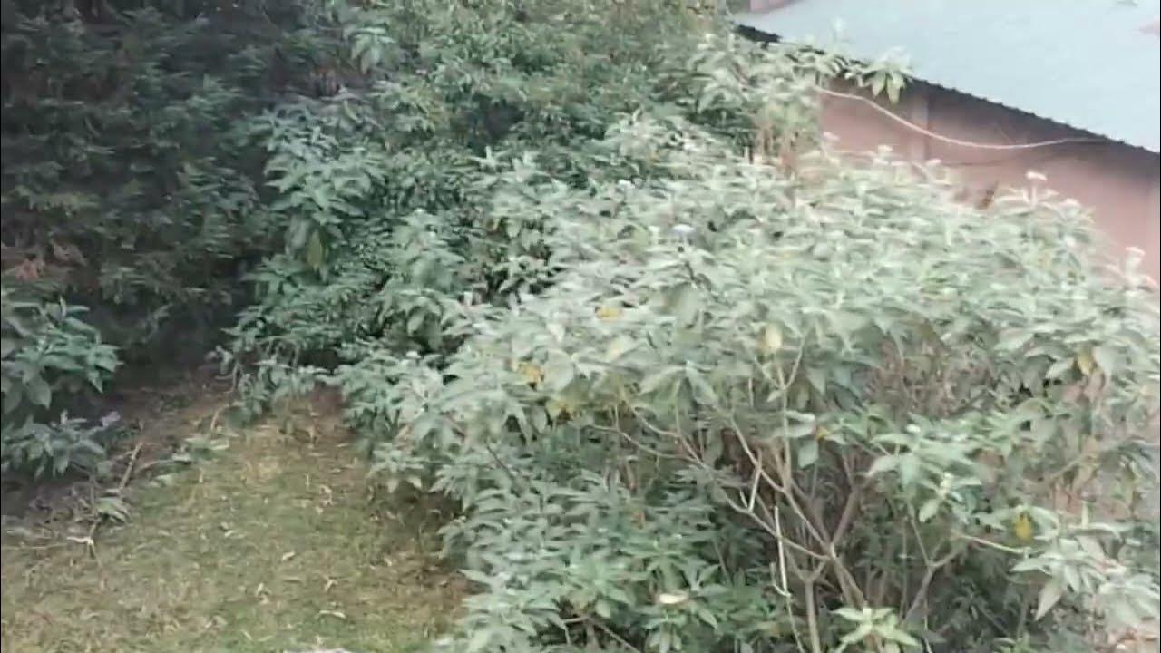 Canara Bank Holiday Home Ooty canara-bank-holiday-home-ooty