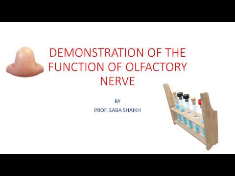 Demonstration of function of olfactory nerve - YouTube