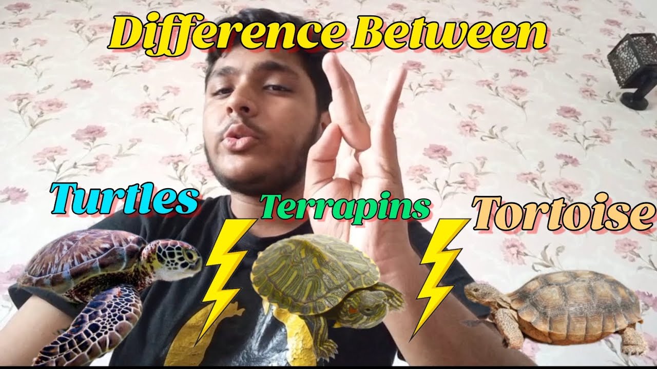 Terrapins And Turtles The Difference