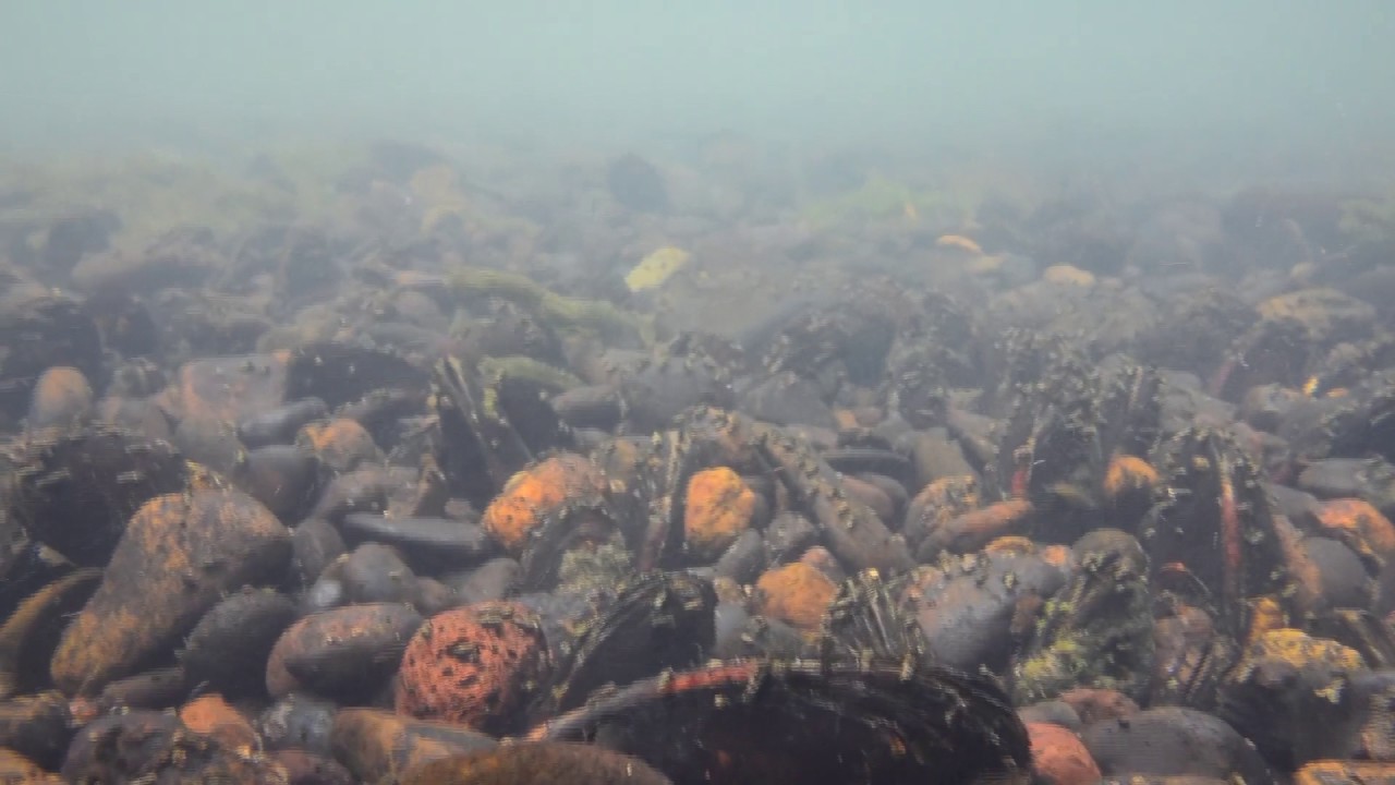 Up Close: Western Pearlshell Mussels - YouTube