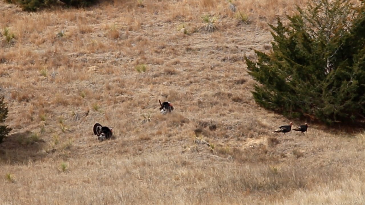 2017 Nebraska Spring Turkey Hunt - YouTube