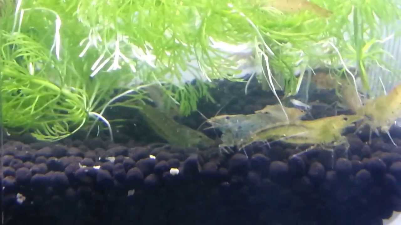 小蝦生態缸 Natural ecosystems Shrimp tank - YouTube