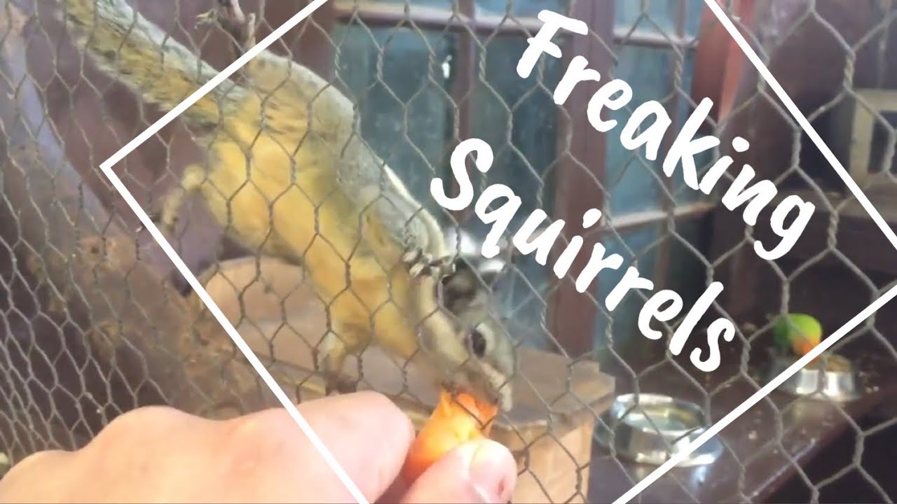 Freaking fast squirrels ! - YouTube
