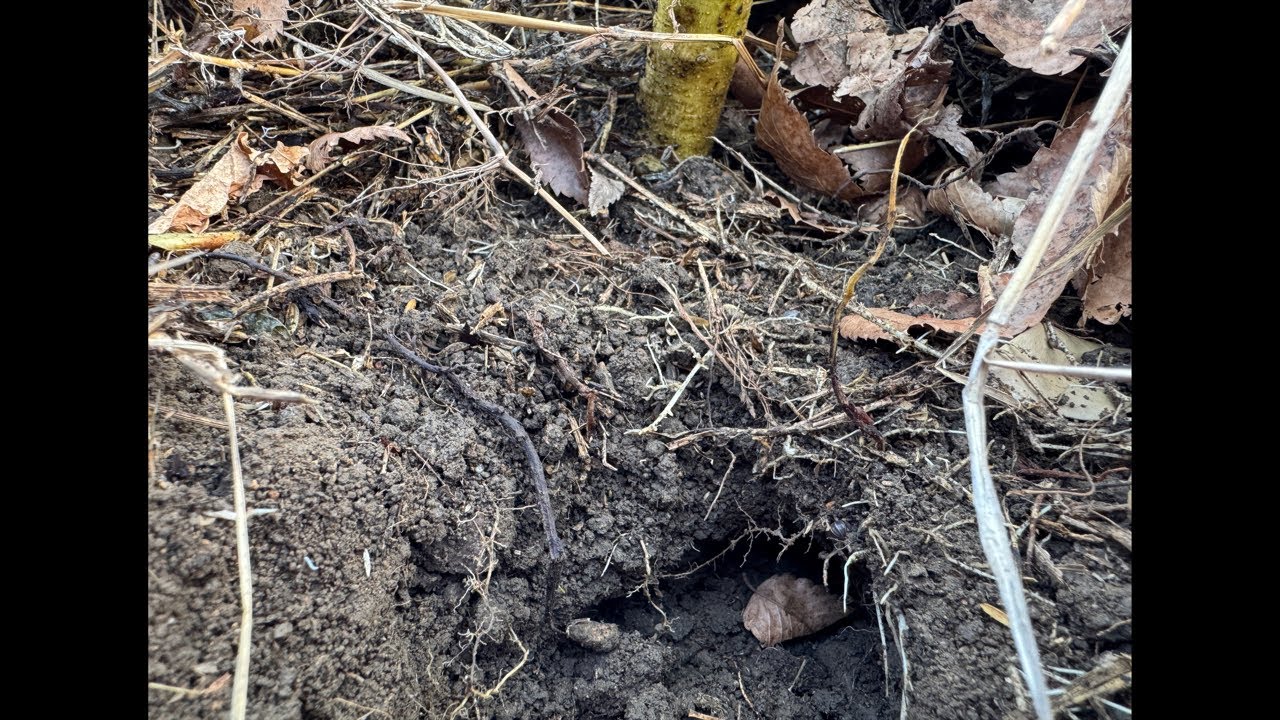 実はモグラが〇〇の役割をしているんじゃないかという話 - YouTube