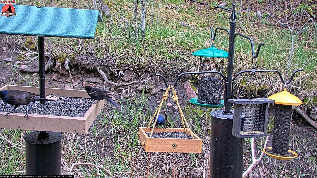 05/18/2025: Backyard Birdwatching Bonanza! Watch the Flocking Around Bird Cam Daily @ 7:00 AM ...