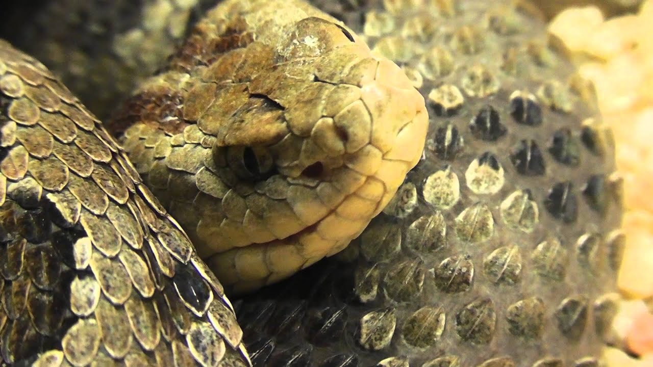 Cascabel pigmea (Crotalus ravus) - Zoológico de San Juan de Aragón ...