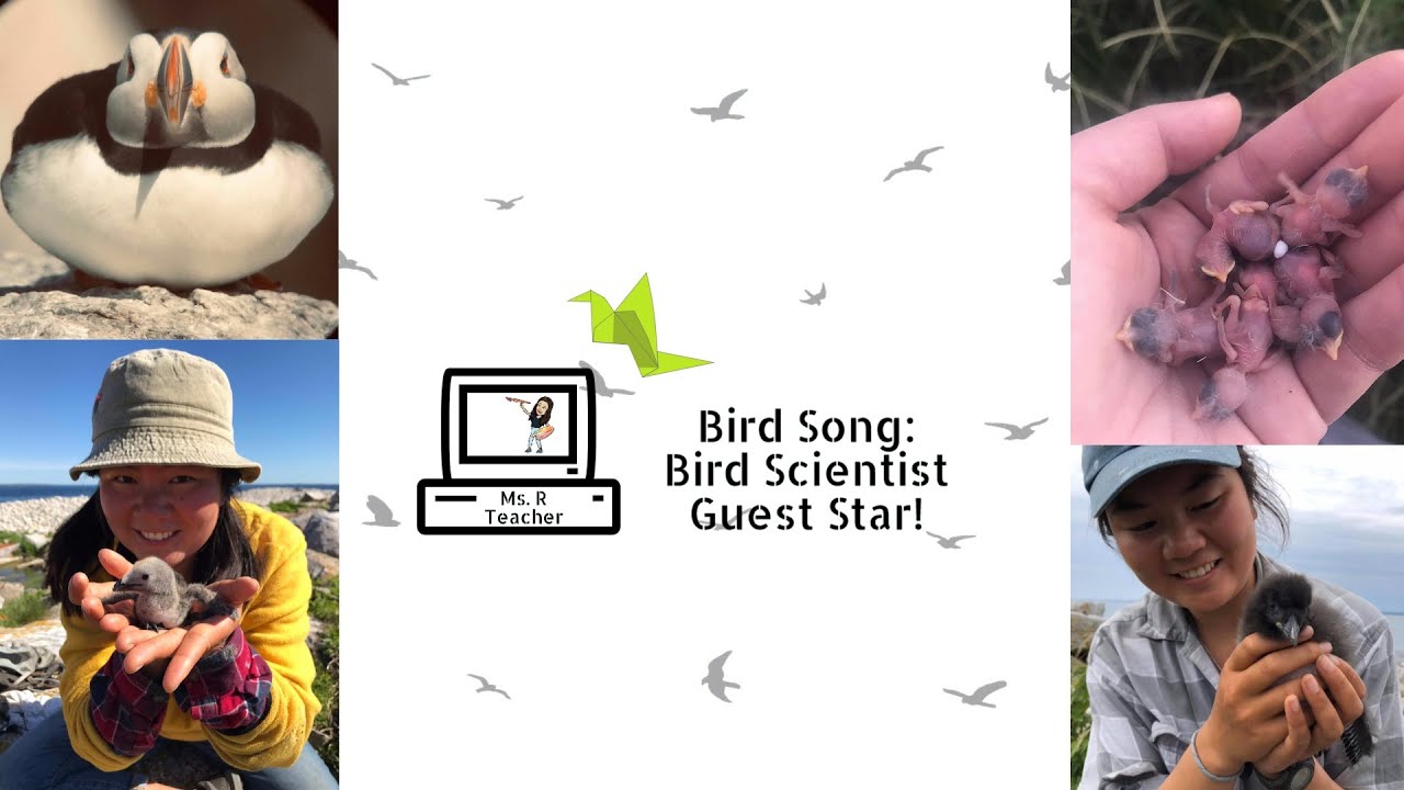 Bird Song | Scientist Guest Star Kay Garlick-Ott - YouTube