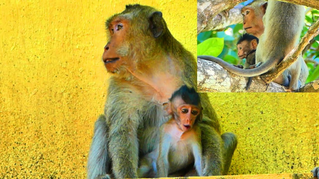 Pit@ful Little RAMINA misses her Mom, needs to be fed and Long tail ...