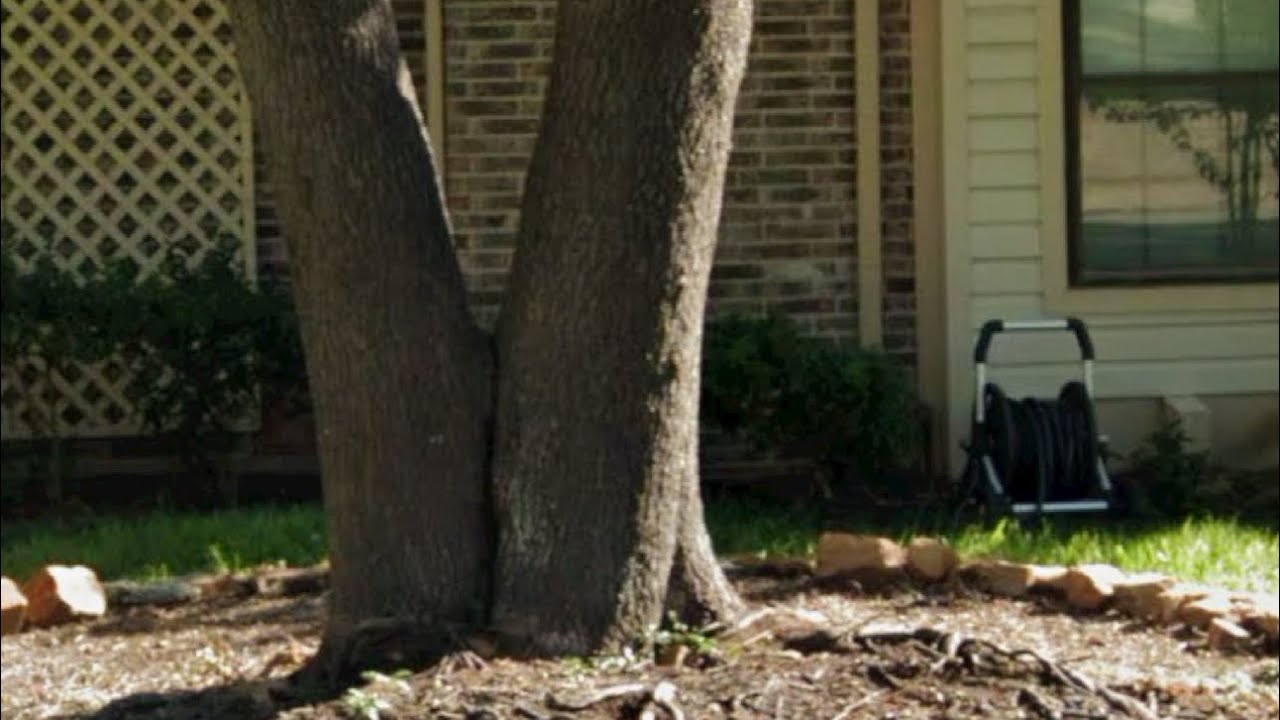 How to save your tree from splitting - YouTube