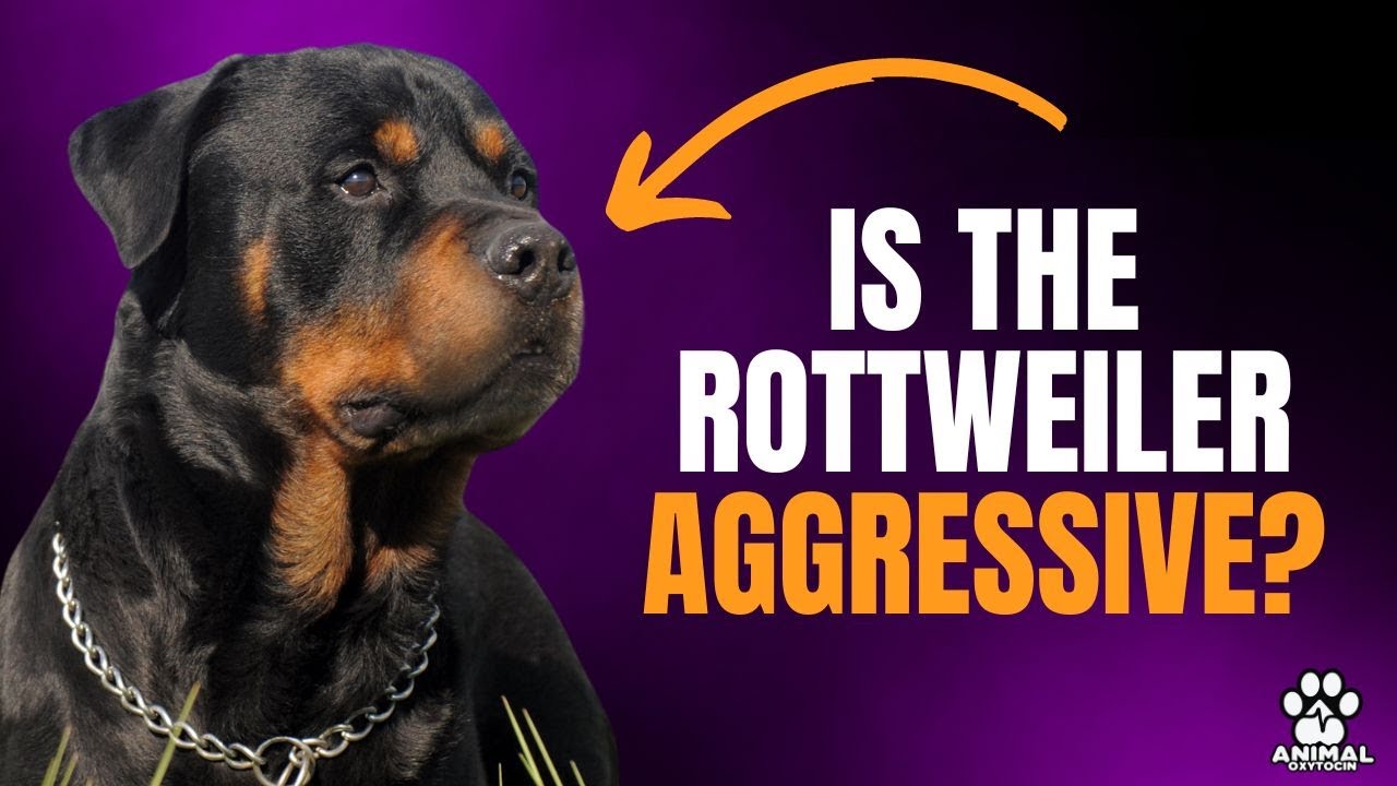 Rottweiler The Reasons Why He's an Evil Dog (or Not) - YouTube