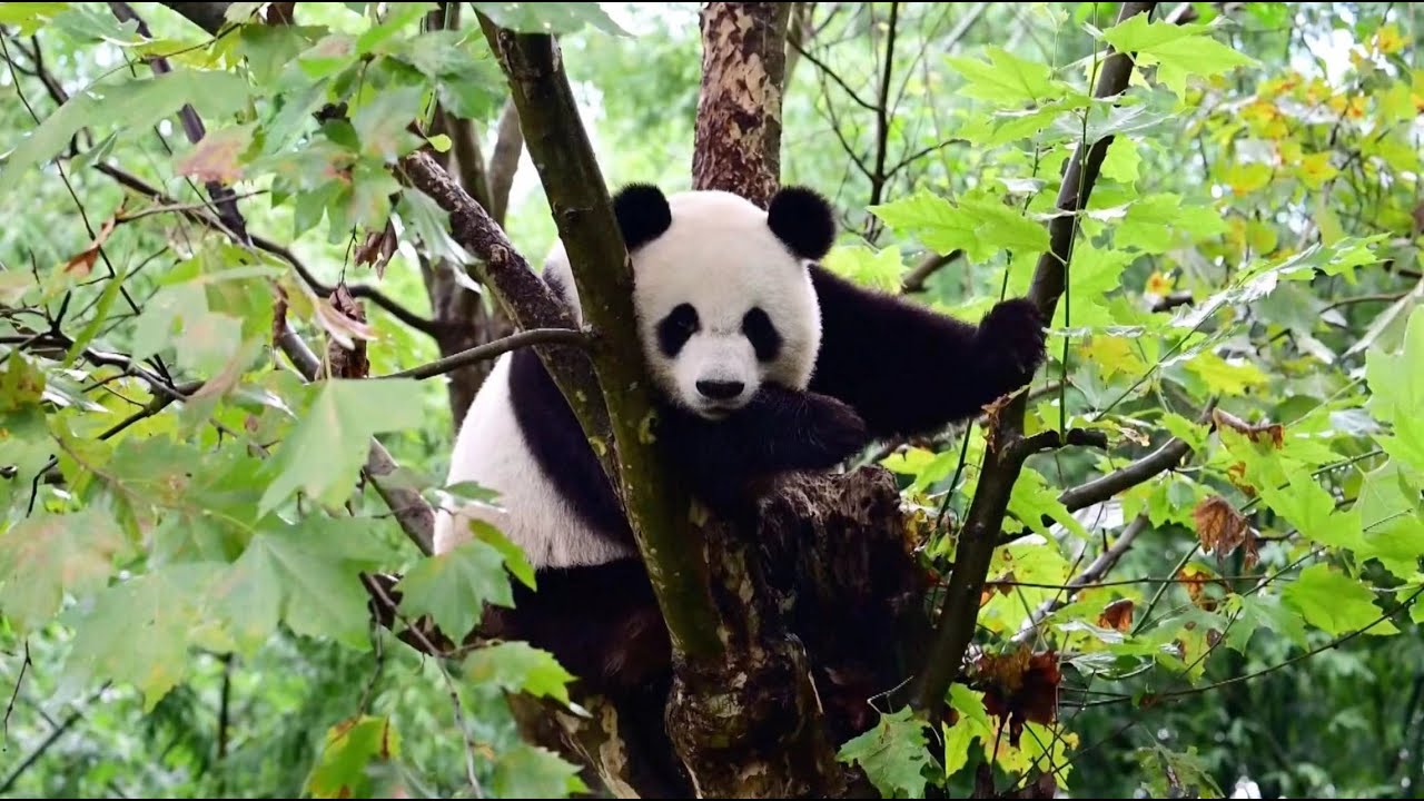 Mainland-gifted giant panda pair arrives in Hong Kong - YouTube