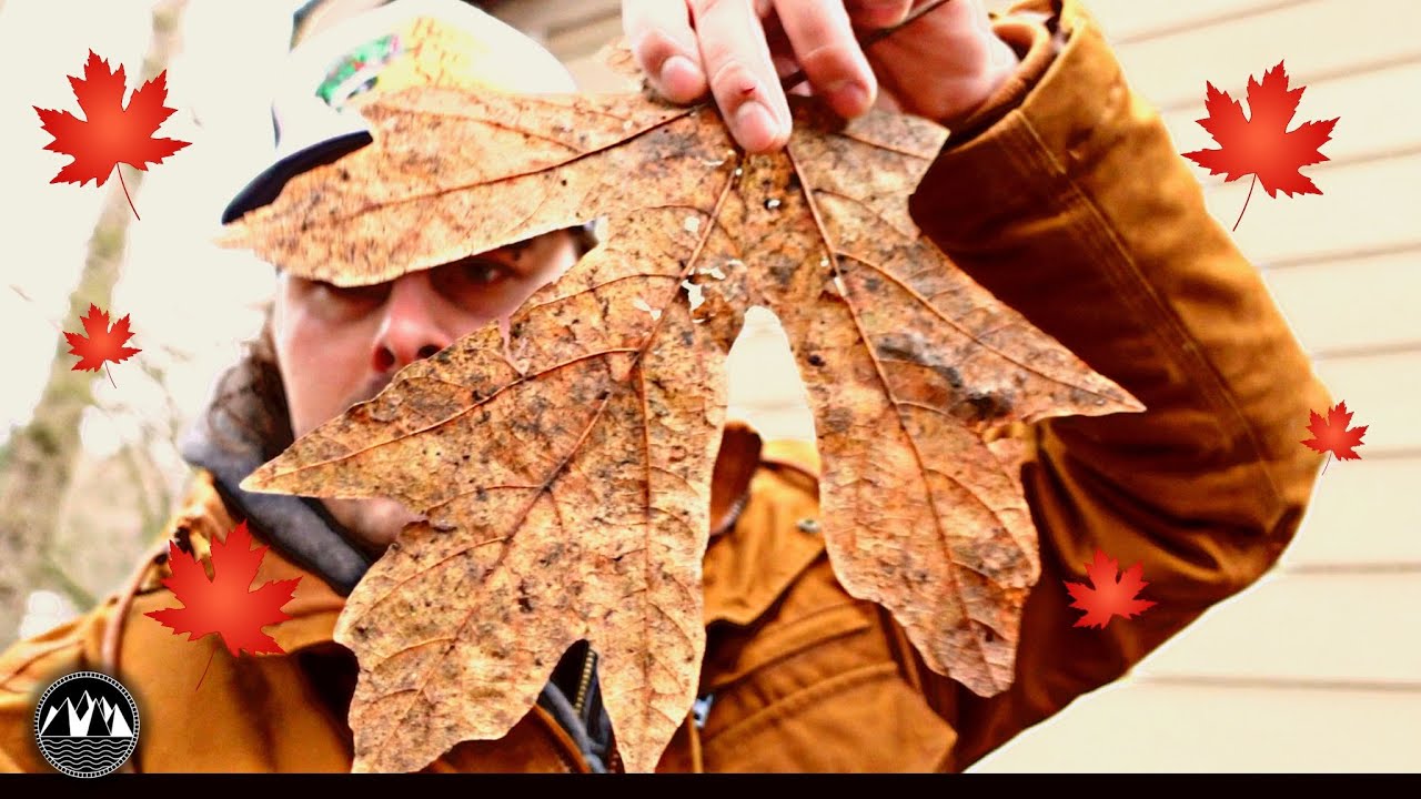HOW TO MAKE CANADIAN MAPLE SYRUP with Big Leaf Maple Trees | STEP BY ...