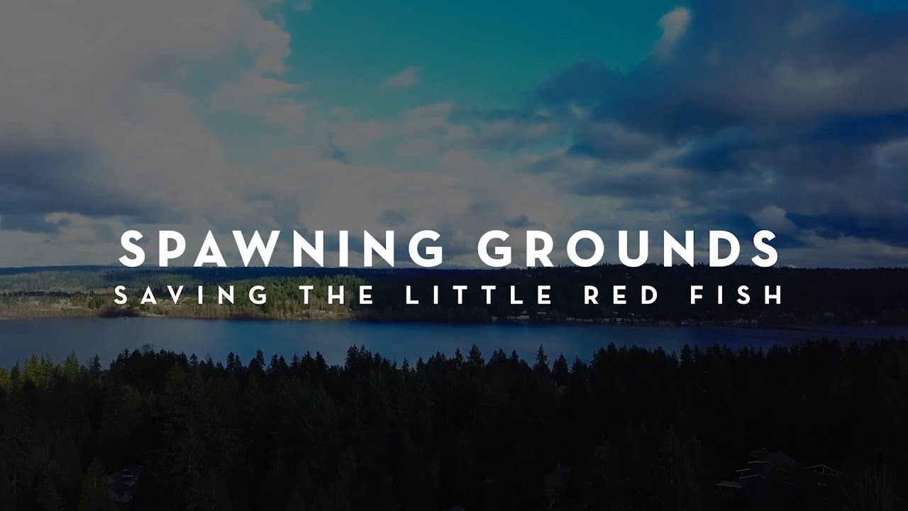 Spawning Grounds: Saving the Little Red Fish - YouTube