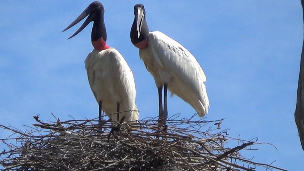 Casal de Tuiuiú no Ninho – A Magia da Reprodução no Pantanal! 🦩💚(Jabiru ...