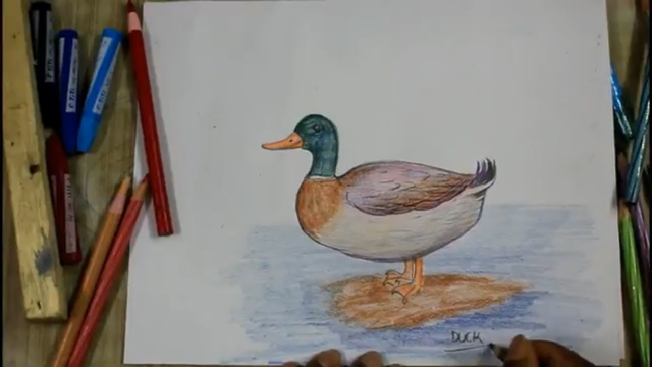 How TO Draw a Duck And Color It Step BY Step/Step BY Step - YouTube