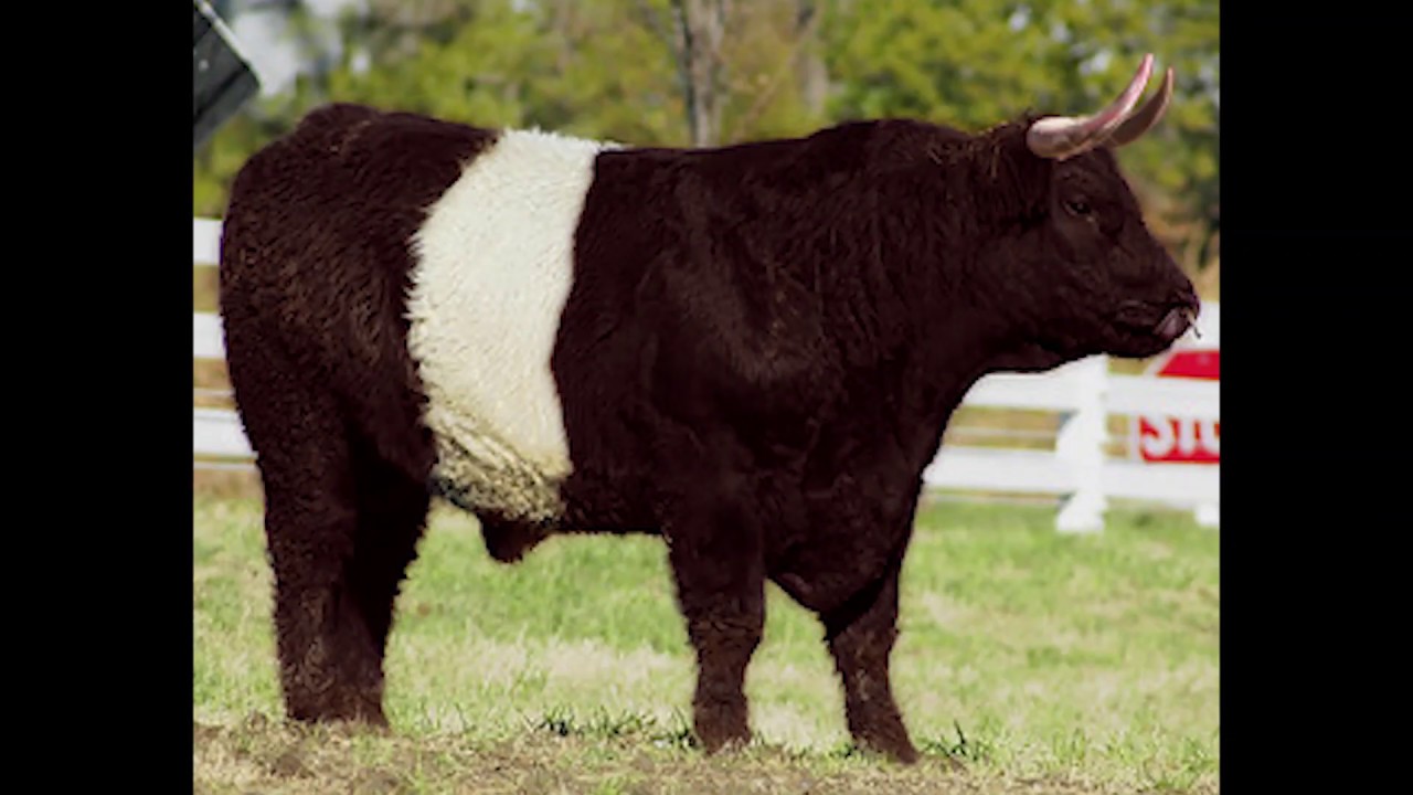 Bull of Oreos - YouTube