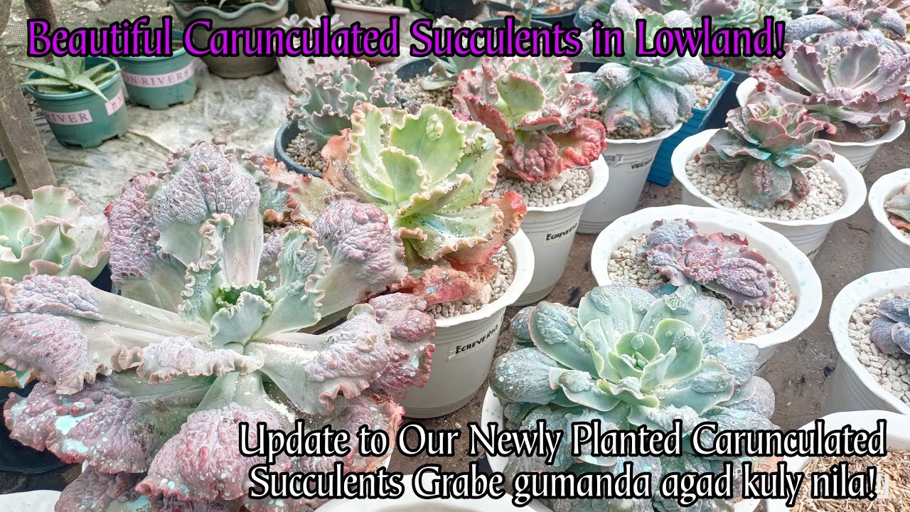 Update to our Newly Planted Succulents! || Carunculated San Nicolas ...