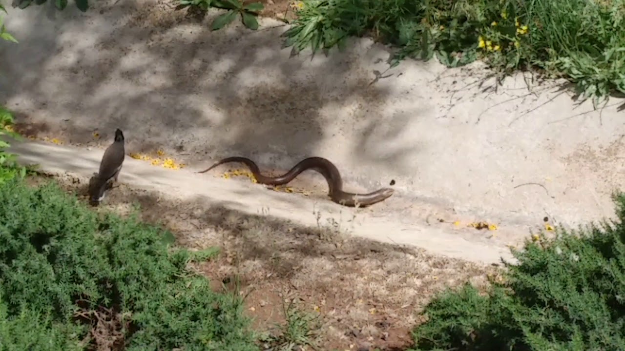 The bird attacks the snake! - YouTube