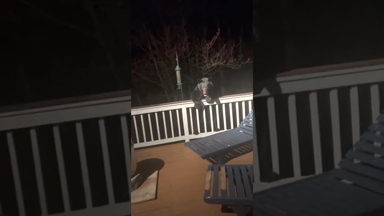 Scaring a Black Bear Off the Porch || ViralHog - YouTube