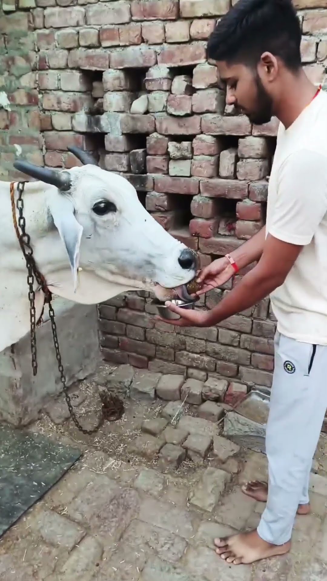 Jai gau mata #gaumata #hindu #shorts #gaumata - YouTube