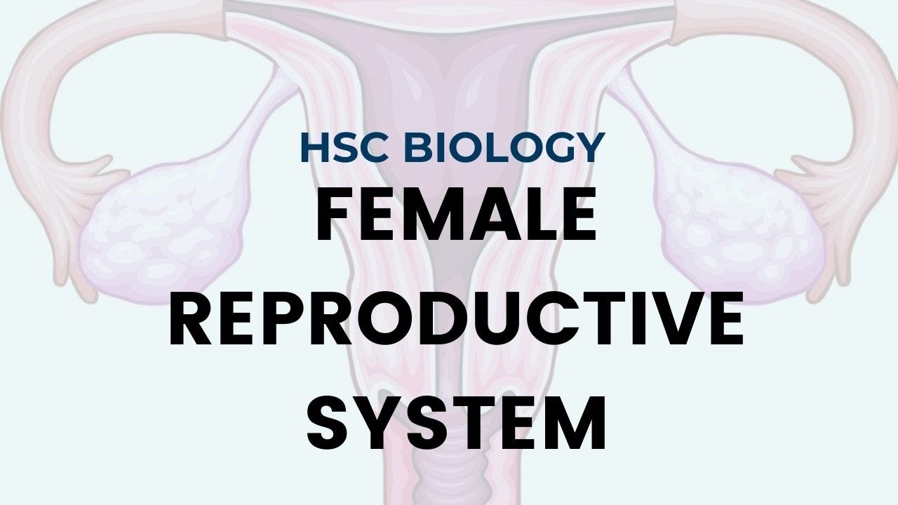 HSC Biology: Female Reproductive System | Module 5 - YouTube