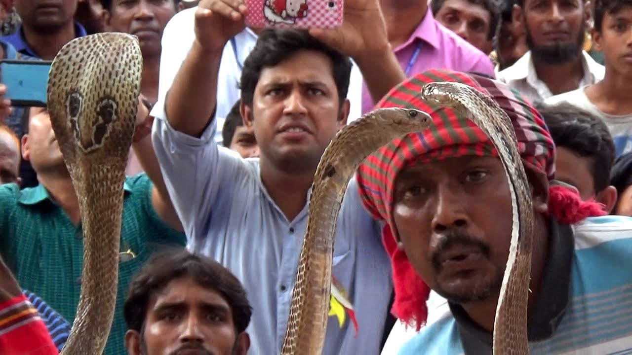 Amazing Cobra Snake Charmer | The Street Performer (Busker) is Dancing ...