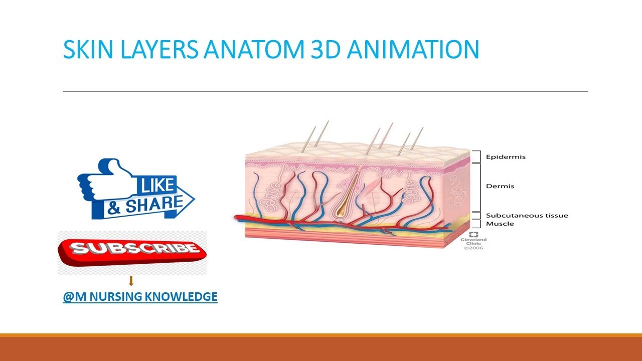 Skin anatomy 3D animation #skincare #medico #nursing #doctor - YouTube