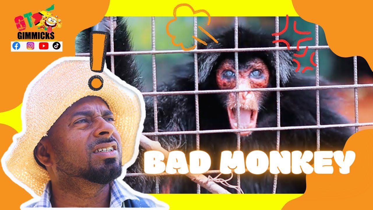 The Monkey Mix Up - YouTube