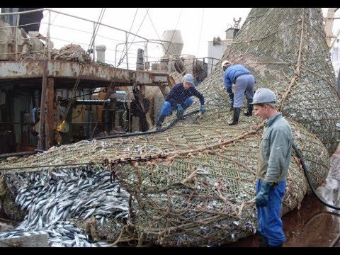 Tons Of Fish Caught At Once From The Fishing Boat - YouTube